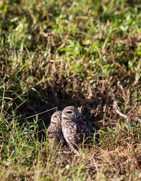 Floridas Burrowing Owls Are 9 Inches Tall And Live In The Ground
