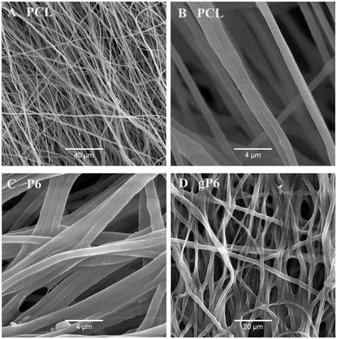 Microstructure Of Electrospun Pcl Microfibers And Polyelectrolyte
