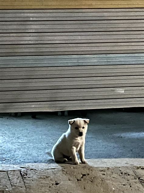 시골강아지 분양합니다 유기견 무료분양 And 강아지 고양이 입양 사이트 유기견보호센터