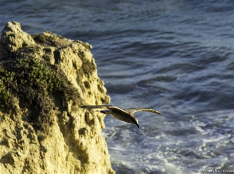 무료 이미지 바닷가 연안 자연 록 대양 육지 웨이브 해조 낭떠러지 야생 생물 지역 조류 갈매기 바다새 바위 해변 곶