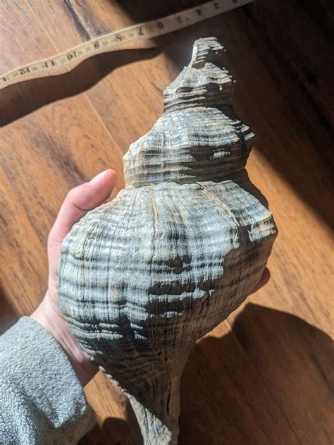 Giant Snail Gastropod Fossil Conch Shell Etsy