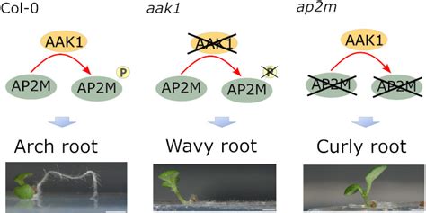 A Single Phosphorylation Event Alters Root Behavior Plantae