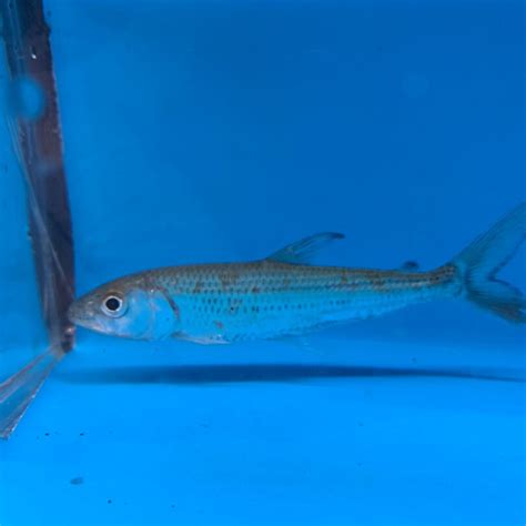 Vittatus African Tigerfish For Sale Exotic Fish Shop 774 400 4598