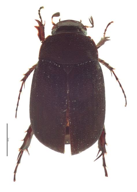 Maladera Alchetron The Free Social Encyclopedia