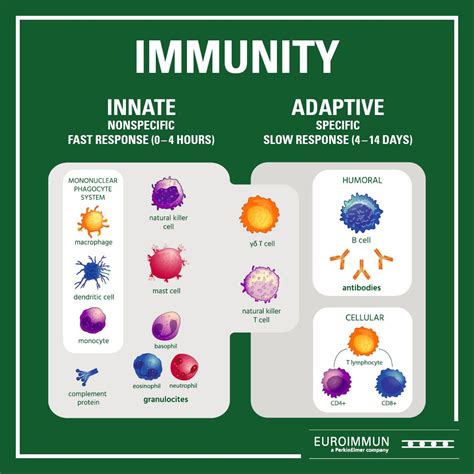 Diagram Of Innate Immune System Immune System Body Anatomy P