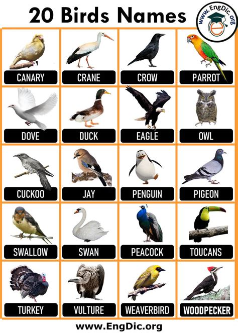 Bird Names In English Archives Engdic