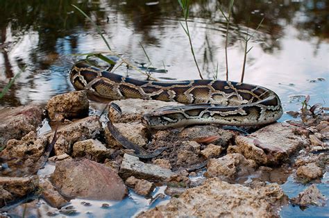 Top 10 Facts About The Everglades National Park Florida
