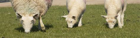 Articles On Sheep Worms Fluke Blowfly Lice And Scab Elanco