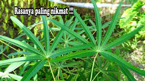 Jenis Daun Singkong Yang Enak Resep Masakan Siskaeee