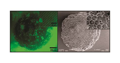 Colloidal Assembly Route For Responsive Colloidosomes With Tunable Permeability Nano Letters