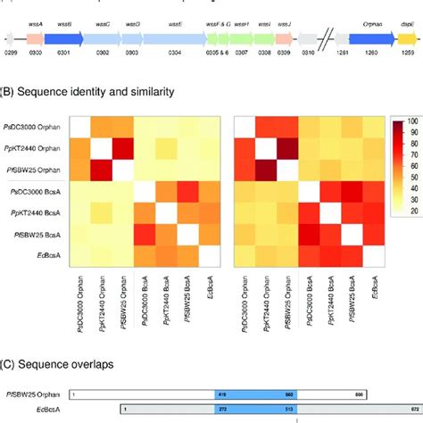 The Orphan Protein Two Domain Structure Is Conserved Across Clades