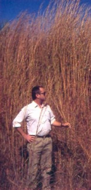 Gamba Grass Weeds Australia