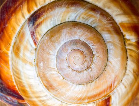 Snail Shell Texture