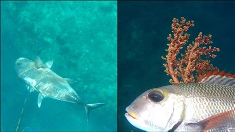 Spearfishing Memanah Ikan Di Air Keruh YouTube