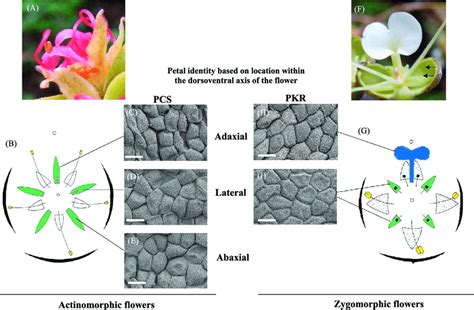 Distribution Of Epidermal Types Along The Dorsoventral Axis Of Symmetry Download Scientific