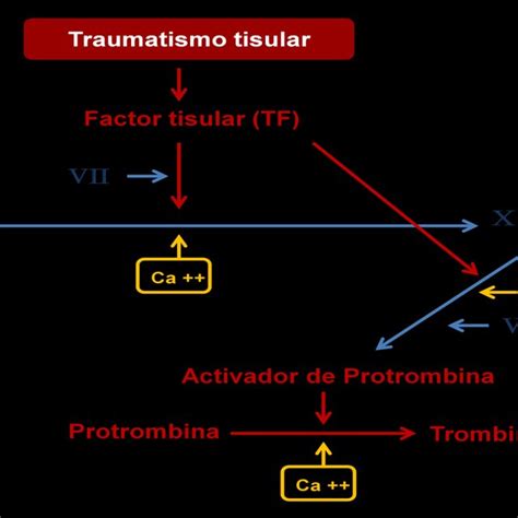 Mecanismo De Formación Del Coagulo Frente Al Daño Vascular Download
