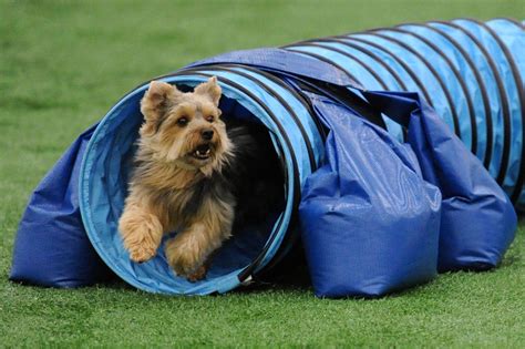 Agility Ring 2 Center Ring