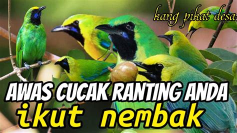 MASTERAN CUCAK RANTING FULL TEMBAKAN Cucakranting Masteran YouTube
