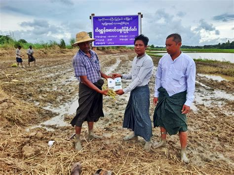 ဝေါမြို့နယ်၌ တိရိစ္ဆာန်အစာနေပီယာမြက်သရုပ်ပြစိုက်ခင်းစိုက်ပျိုးပွဲကျင်းပ Information And Public