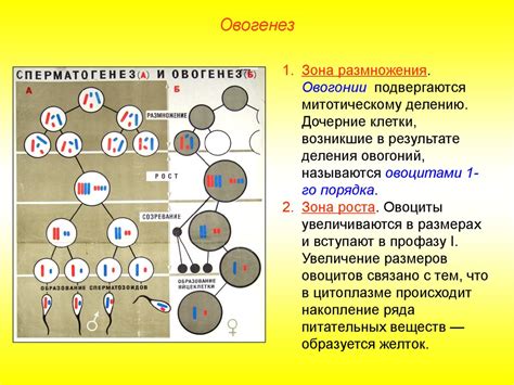 Образование половых клеток и оплодотворение презентация онлайн