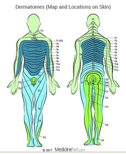 Dermatomes Flashcards Quizlet