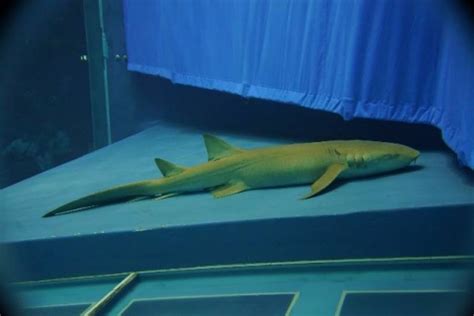 オオテンジクザメ 美ら海生き物図鑑 沖縄美ら海水族館 沖縄の美ら海を次の世代へ