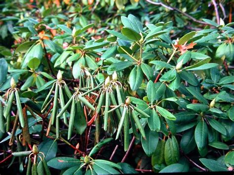 Phytophthora Root Rot Trees And Shrubs Shrubs Trees To Plant