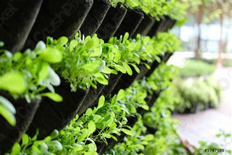 Plant Growing Vertically In Vertical Garden Vegetable Planted In Small