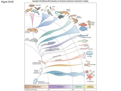 Phylumchordataintroductiongeneralfeaturesstructureppt