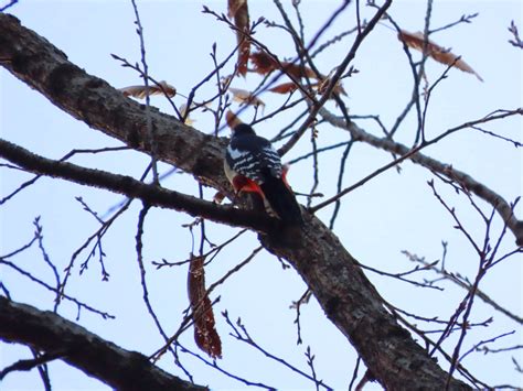 초겨울 탐조 동네 뒷산에서 사는 귀여운 녀석들 박새 쇠딱따구리 오색딱따구리 Feat 캐논 Sx70hs