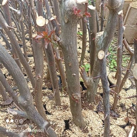Jual KEBUN DZAKI Bibit Stek Bougenville Bunga Ungu Shopee Indonesia