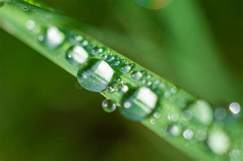 Close Up Exotic Plant Leaf With Water Drops Beautiful Green Grasses