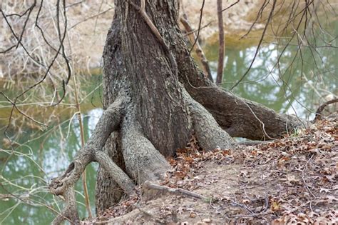 Premium Photo Autumn Leaves Old Tree Roots With Large Bark Hollow