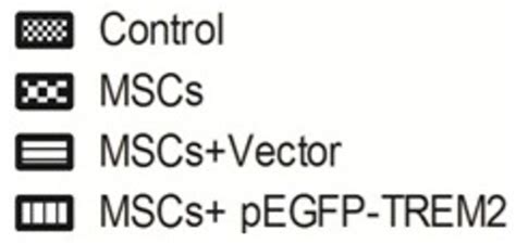 The Effect Of Triggering Receptor Expressed By Myeloid Cells 2 Modified