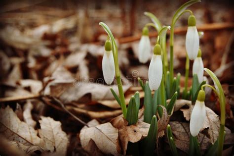 Galanthus Snowdrop Flowers Stock Image Image Of Close 51938209