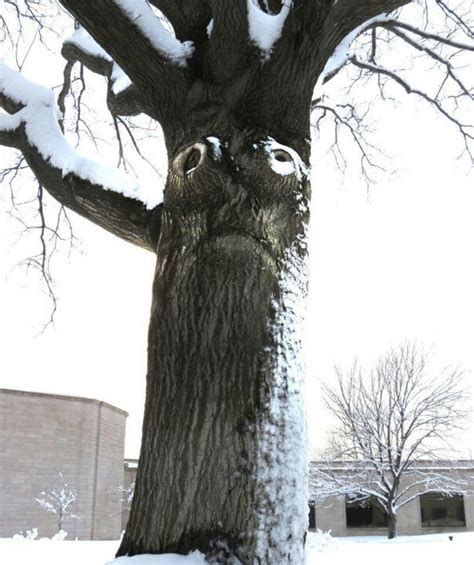 Old Man Tree Tree Flora Winter Wonderland