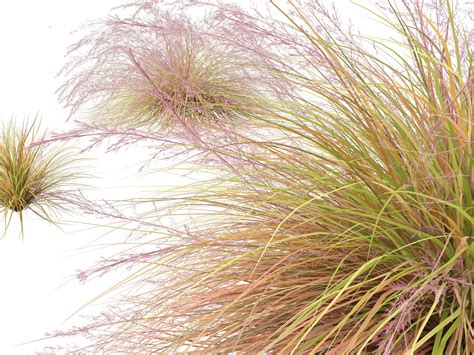 Anemanthele Lessoniana New Zealand Wind Grass 01 3d Turbosquid 2148850