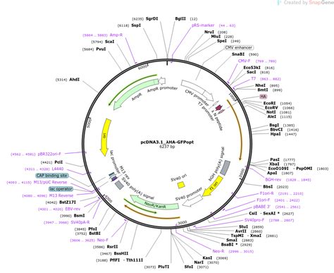 Addgene Pcdna31λha Gfpopt