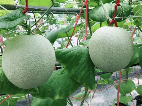 【預購期間限定 台南十三號洋香瓜單入禮盒21kg顆】 果肉細緻、入口即化的綠肉哈密瓜 Owlting Market 奧丁丁市集