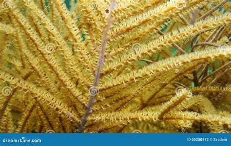 Octocoral Foton - Gratis och royaltyfria stockfoton från Dreamstime