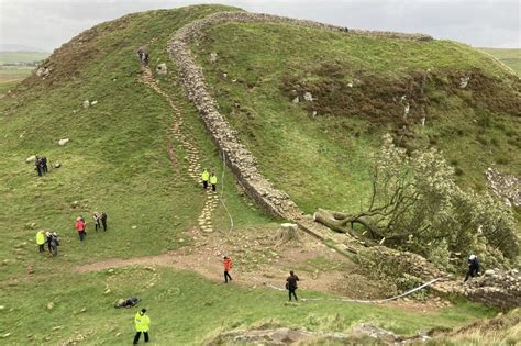 Peplum Tv Sycamore Gap Tree At Hadrians Wall Cut Down