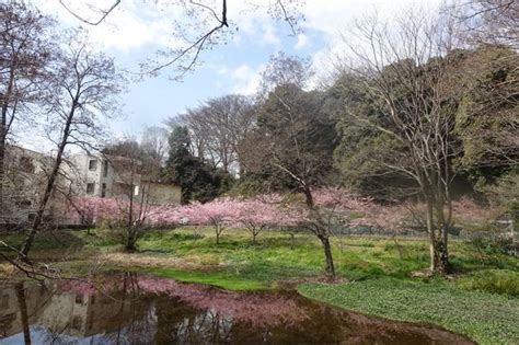 仙波河岸史跡公園の河津桜 2025年の見頃は 歩いてみたブログ