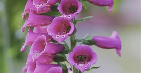 고화질 관상용 식물 꽃 꽃 무늬 꽃 송이 꽃 스파이크 꽃무늬 꽃이 피는 꿀 공장 녹색 배경 디기탈리스 디지탈리스 푸 퍼레 아 디지털 벌 보라색