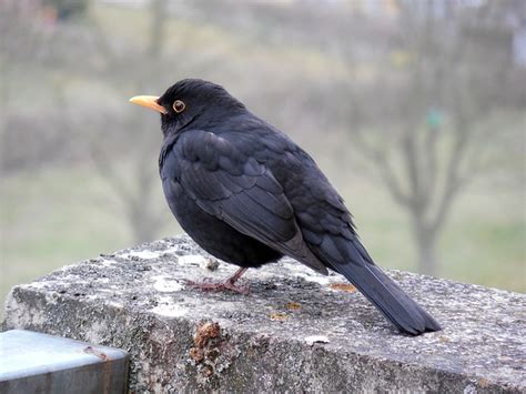 Amsel Vogel Singvogel Kostenloses Foto Auf Pixabay