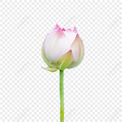 로터스 Png 일러스트 무료 다운로드 Lovepik