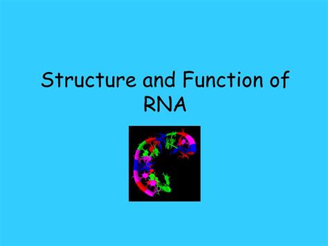 PPT Structure And Function Of RNA PowerPoint Presentation Free Download ID 7038470