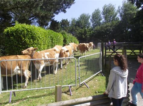 Today Some Guernsey Cows Popped By To Visit The Gspca Team Gspca Guernsey