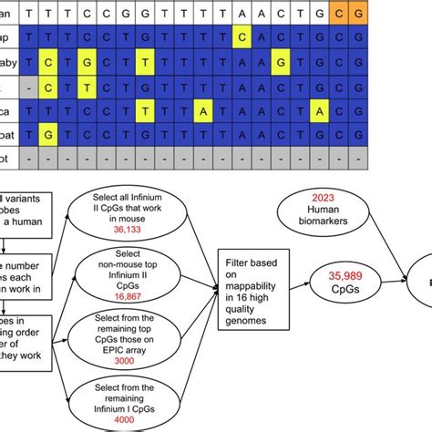 Overview Of Mammalian Methylation Array Design Process A Toy Example Of