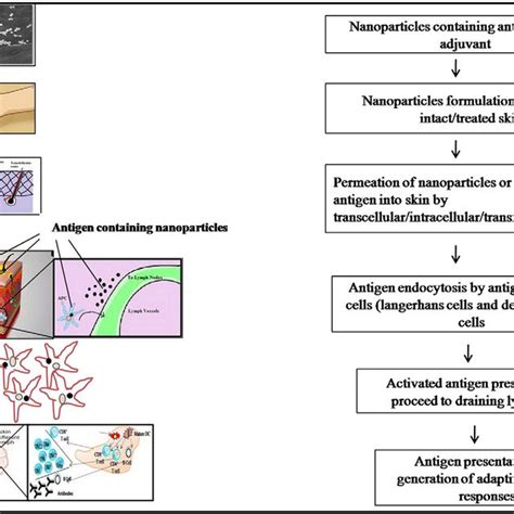 Schematic Diagram Showing Generation Of Adaptive Immune Response