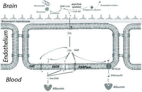 Schematic Representation Of Fatty Acid Transport Mediated By Fatty Acid